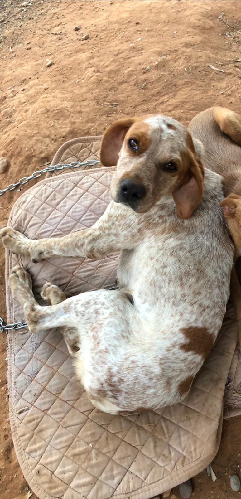 Nuestros Perros - Protectora De Perros El Cau